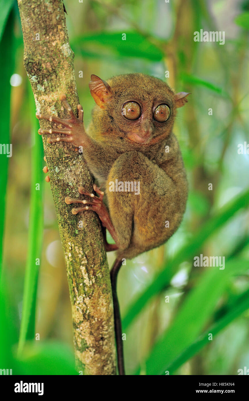 Prédateur Tarsier Philippines: Exposé Sur Le Tarsier Philippines – BQKP