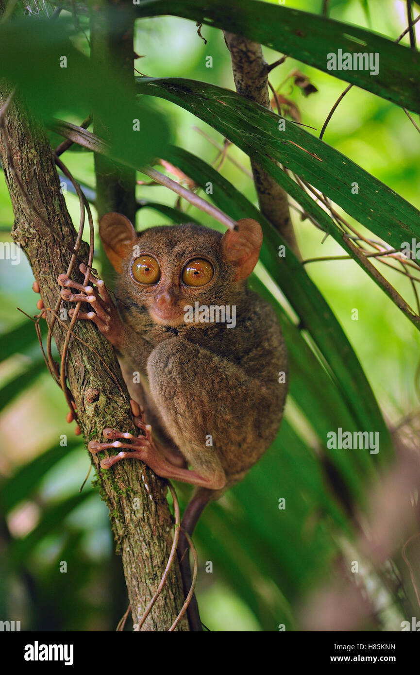 Philippine Tarsier (Tarsius syrichta), Philippine Tarsier and Wildlife ...