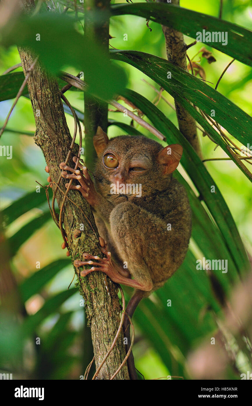Philippine Tarsier (Tarsius syrichta), Philippine Tarsier and Wildlife ...