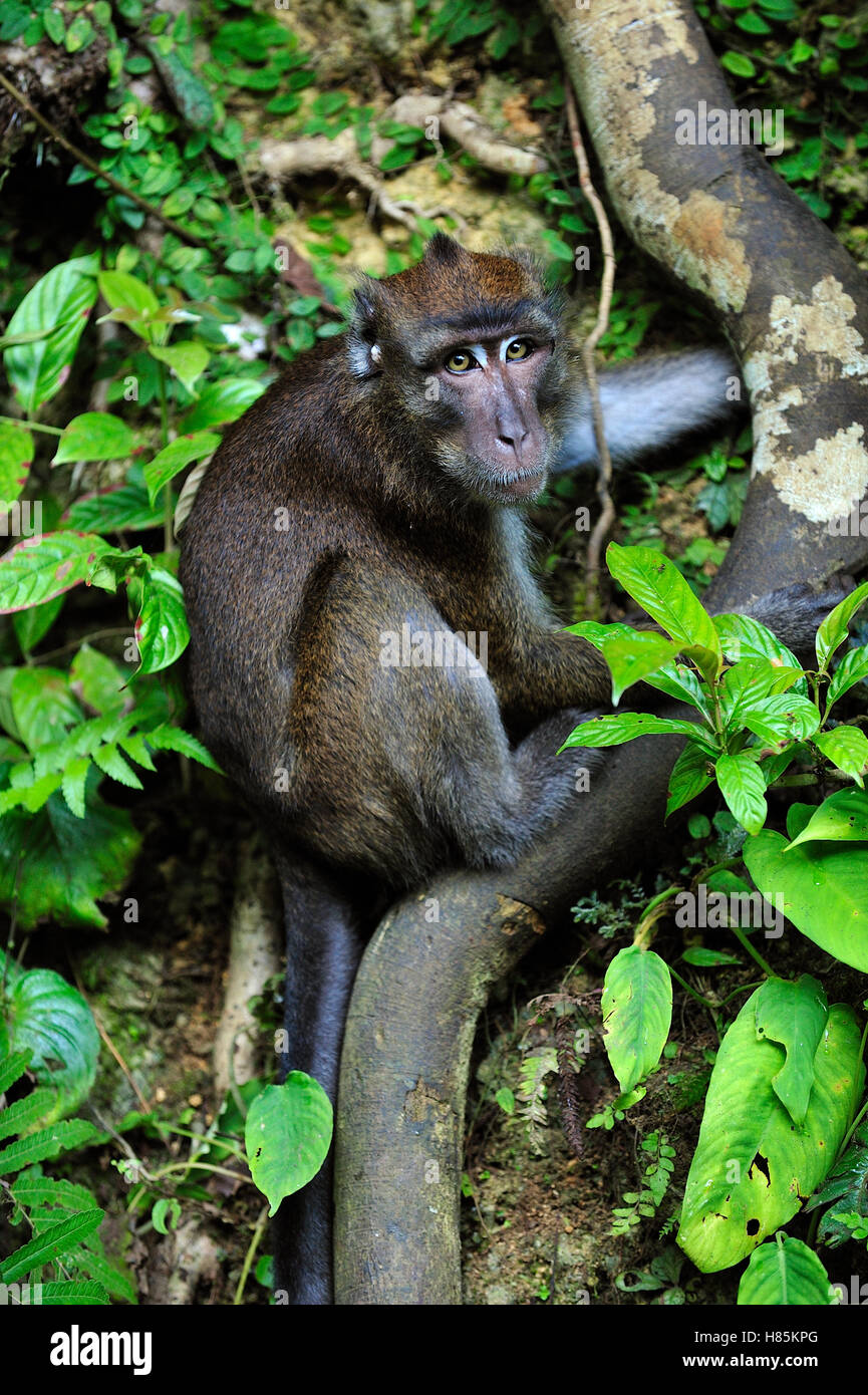 Long-tailed Macaque (Macaca fascicularis), Rajah Sikatuna National Park ...