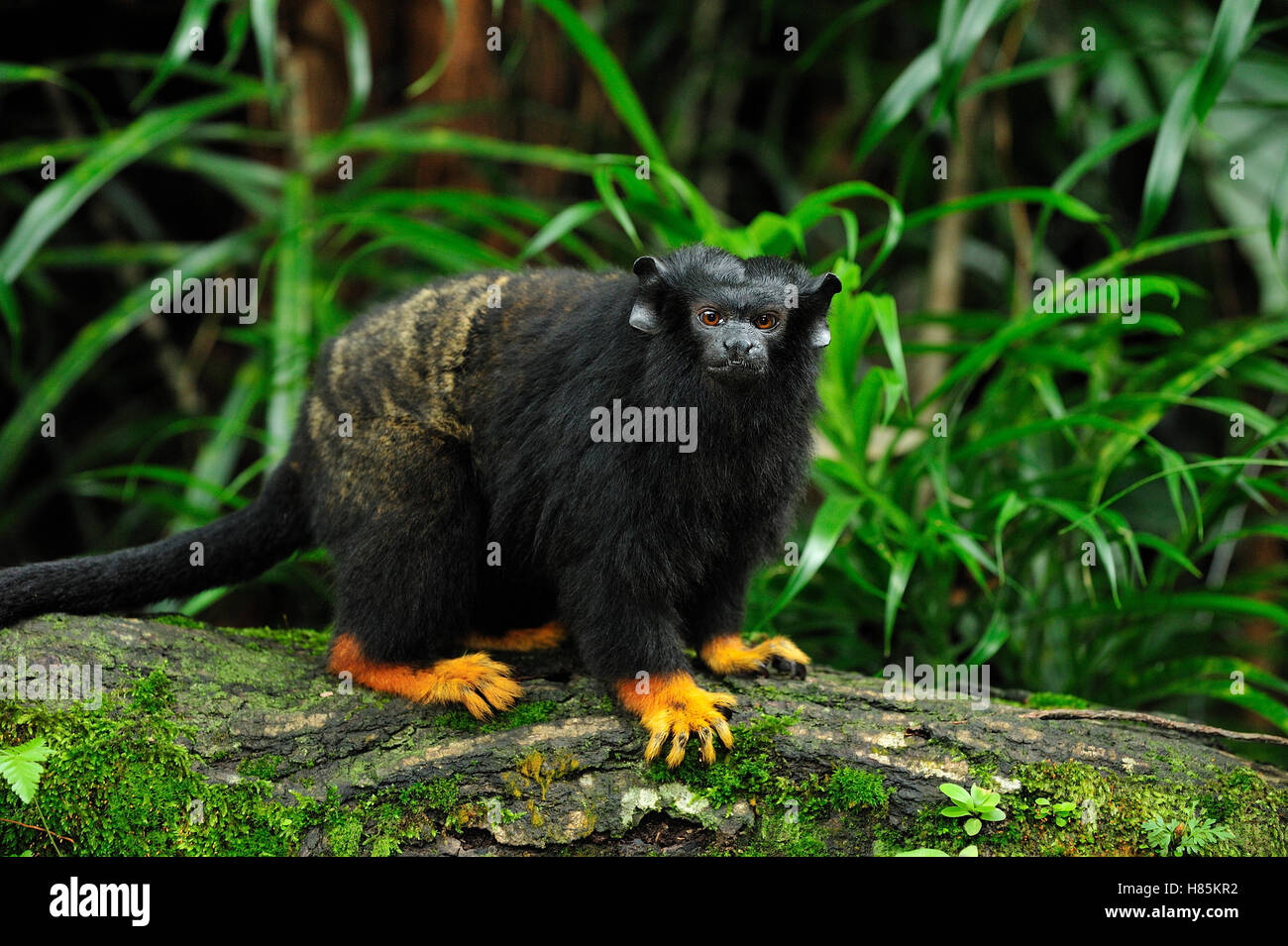 Midas Tamarin (Saguinus midas), native to South America Stock Photo - Alamy