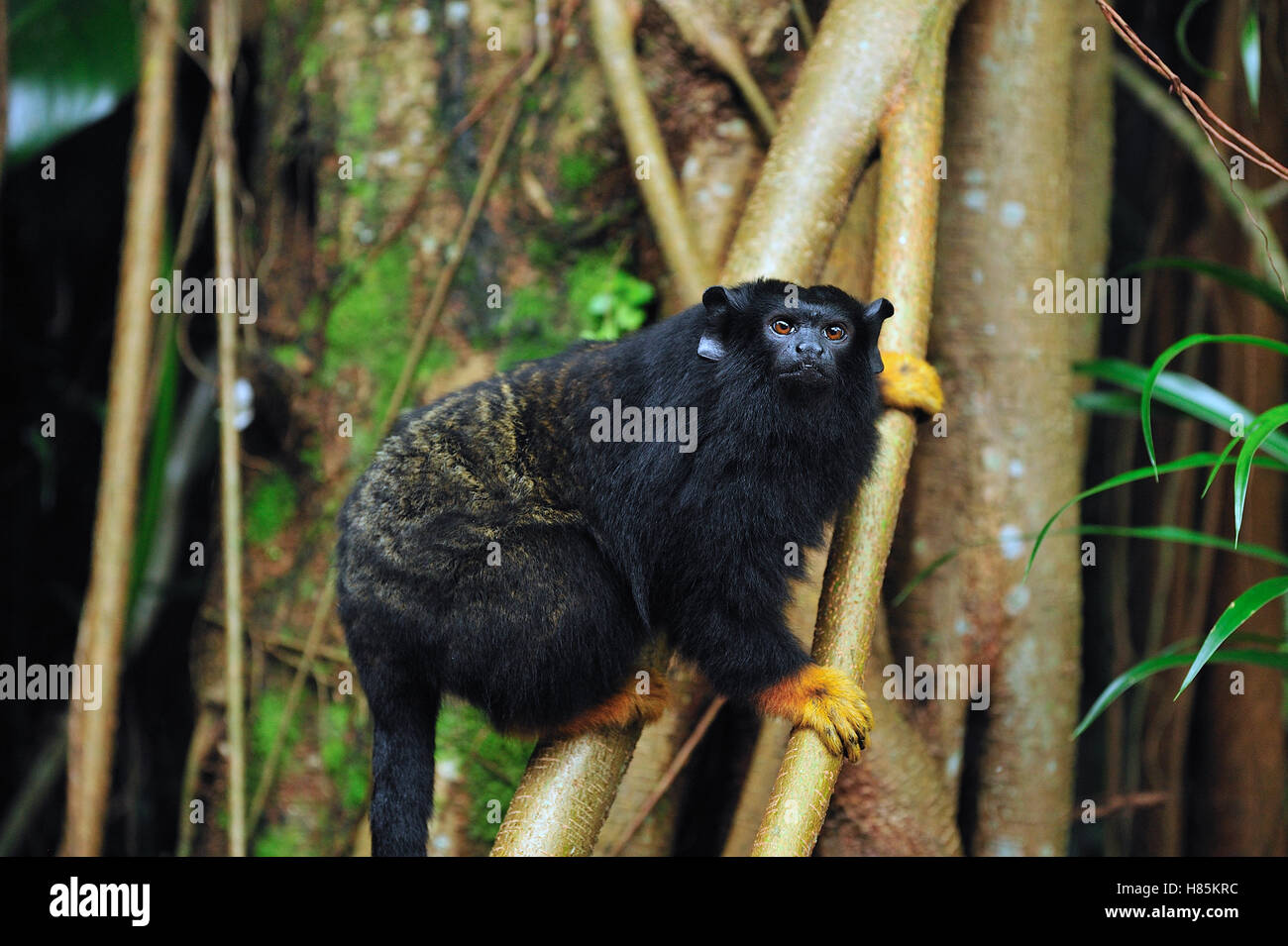 Midas Tamarin (Saguinus midas), native to South America Stock Photo - Alamy