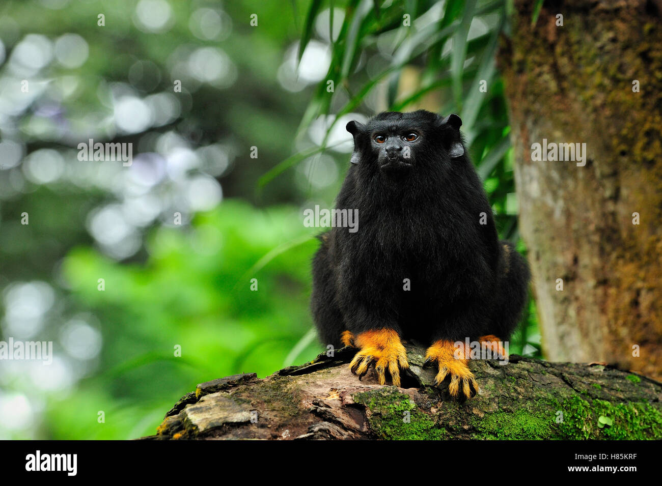 Midas Tamarin (Saguinus midas), native to South America Stock Photo - Alamy