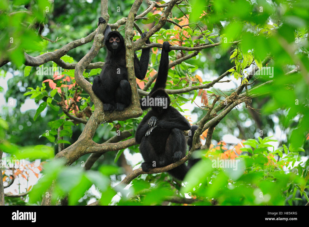 Black-faced Spider Monkey (Ateles chamek) pair, native to South America ...