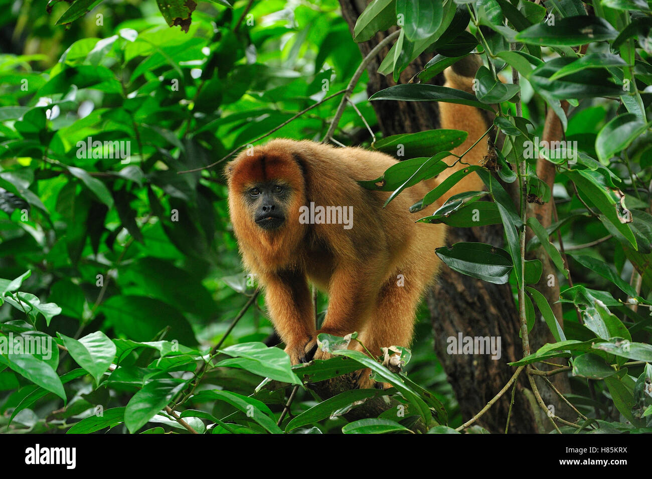 Black Howler Monkey (Alouatta caraya) female, native to South America ...