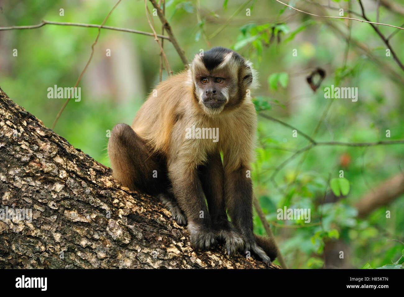 Black Capuchin (Cebus nigritus), Pantanal, Brazil Stock Photo - Alamy