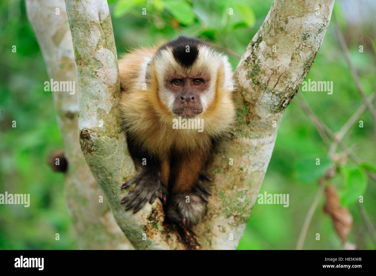 Black Capuchin (Cebus nigritus), Pantanal, Brazil Stock Photo - Alamy