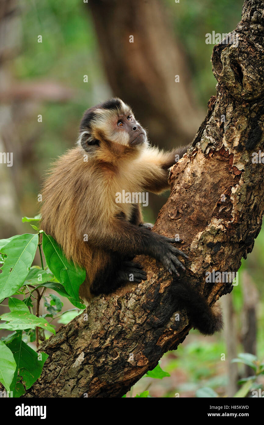Black Capuchin (Cebus nigritus), Pantanal, Brazil Stock Photo - Alamy