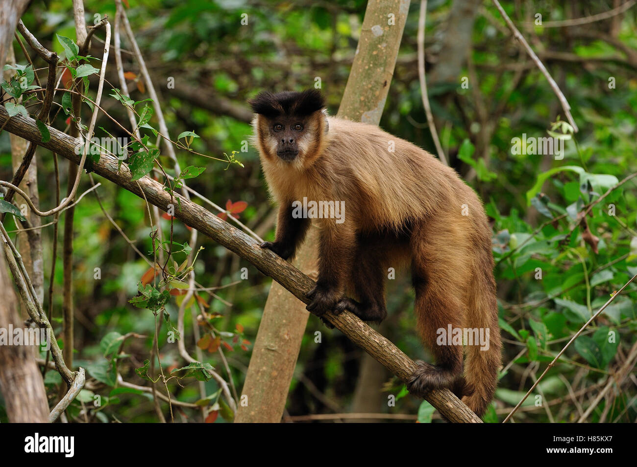 Black Capuchin (Cebus nigritus) male, Pantanal, Brazil Stock Photo - Alamy