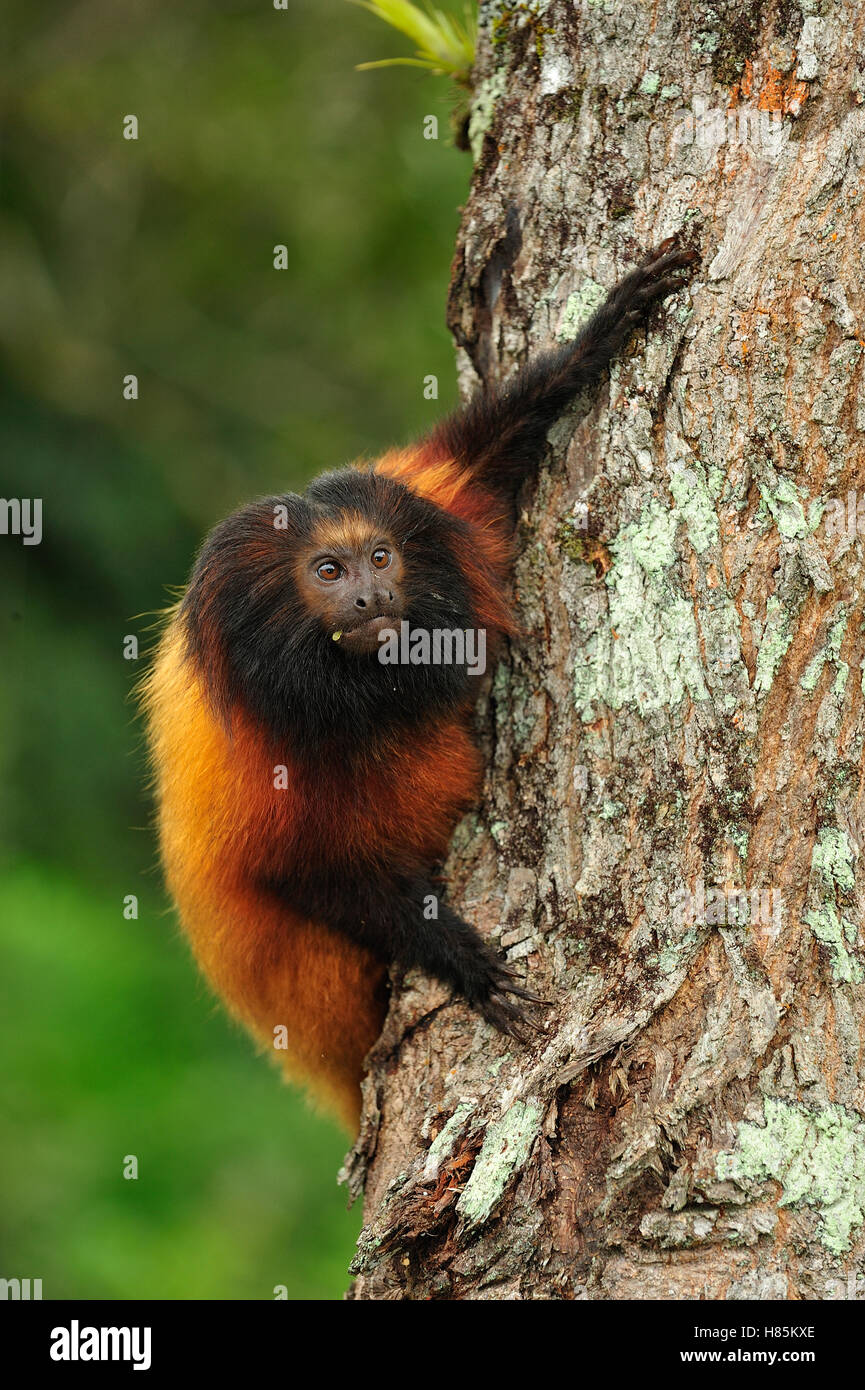 Black-faced Lion Tamarin (Leontopithecus caissara), Superagui National ...