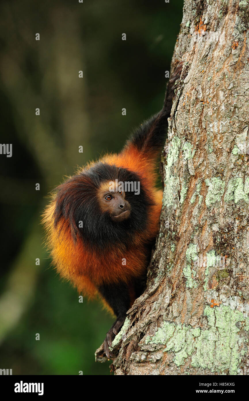 Black-faced Lion Tamarin (Leontopithecus caissara), Superagui National ...