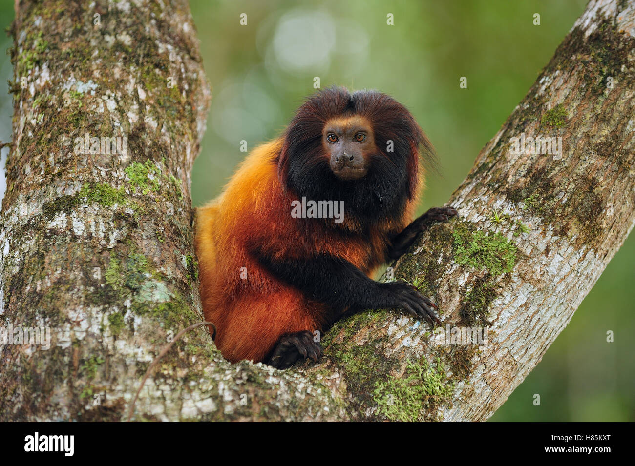 Black-faced Lion Tamarin (Leontopithecus caissara), Superagui National ...