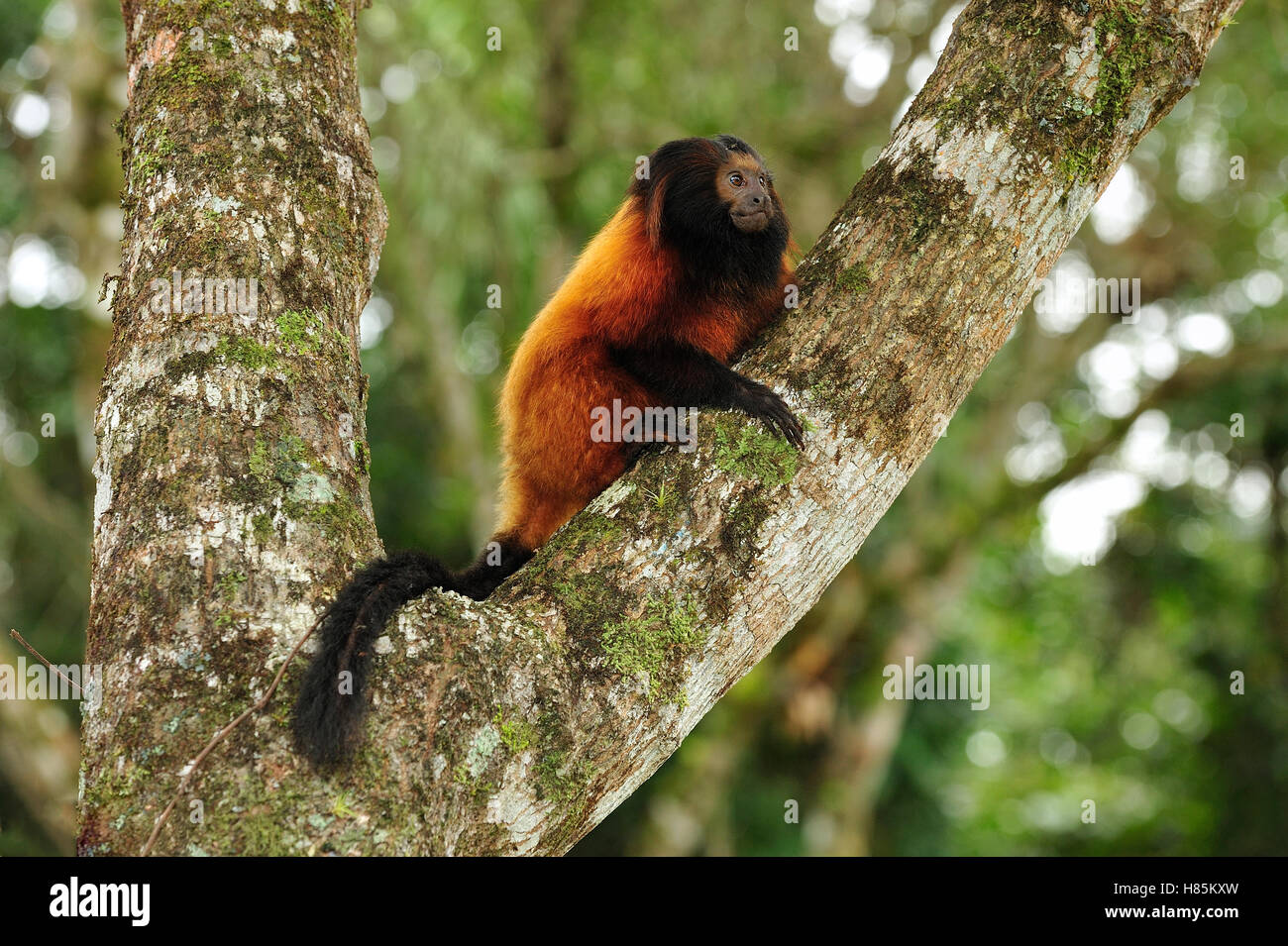 Black-faced Lion Tamarin (Leontopithecus caissara), Superagui National ...
