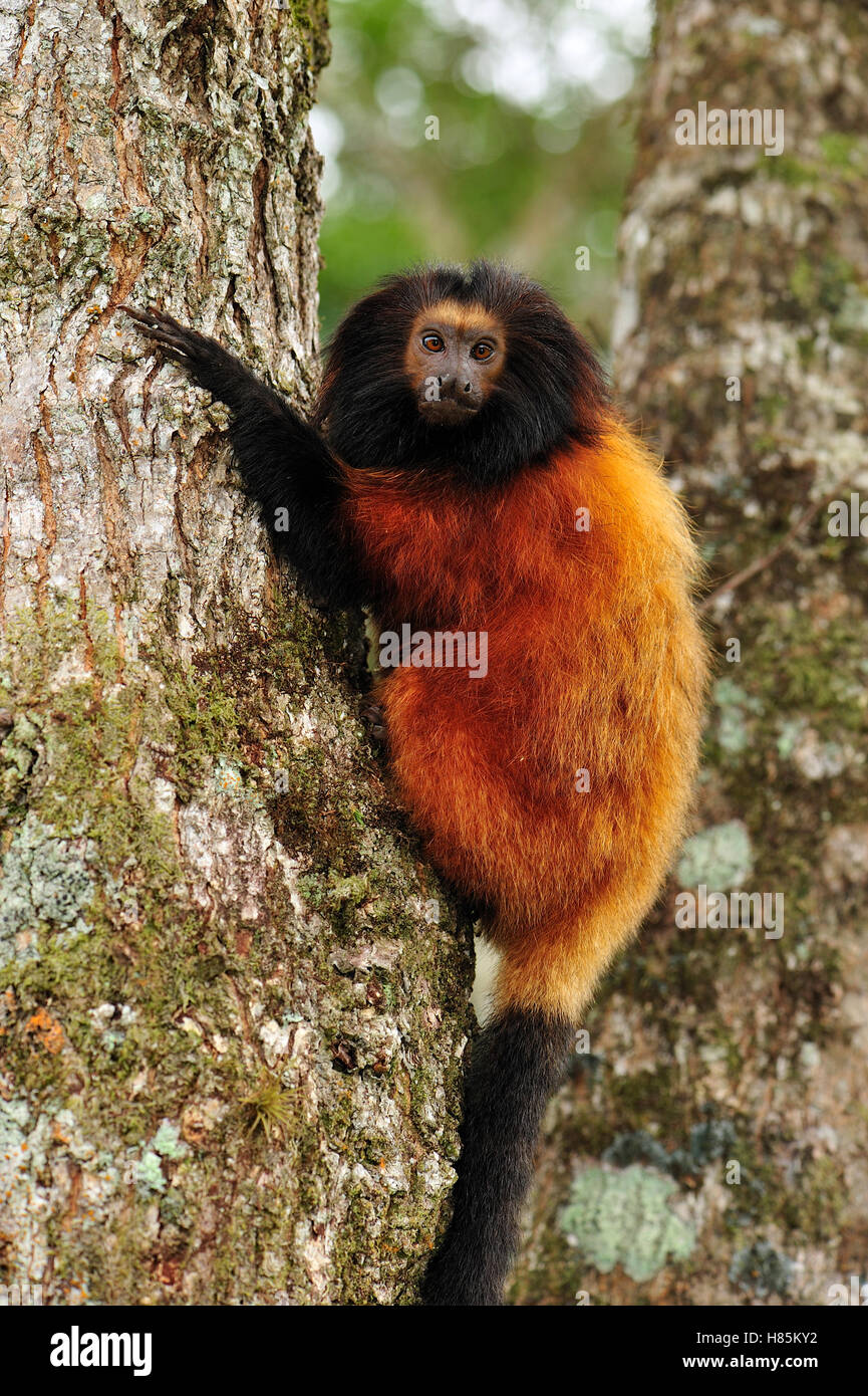 Black-faced Lion Tamarin (Leontopithecus caissara), Superagui National ...