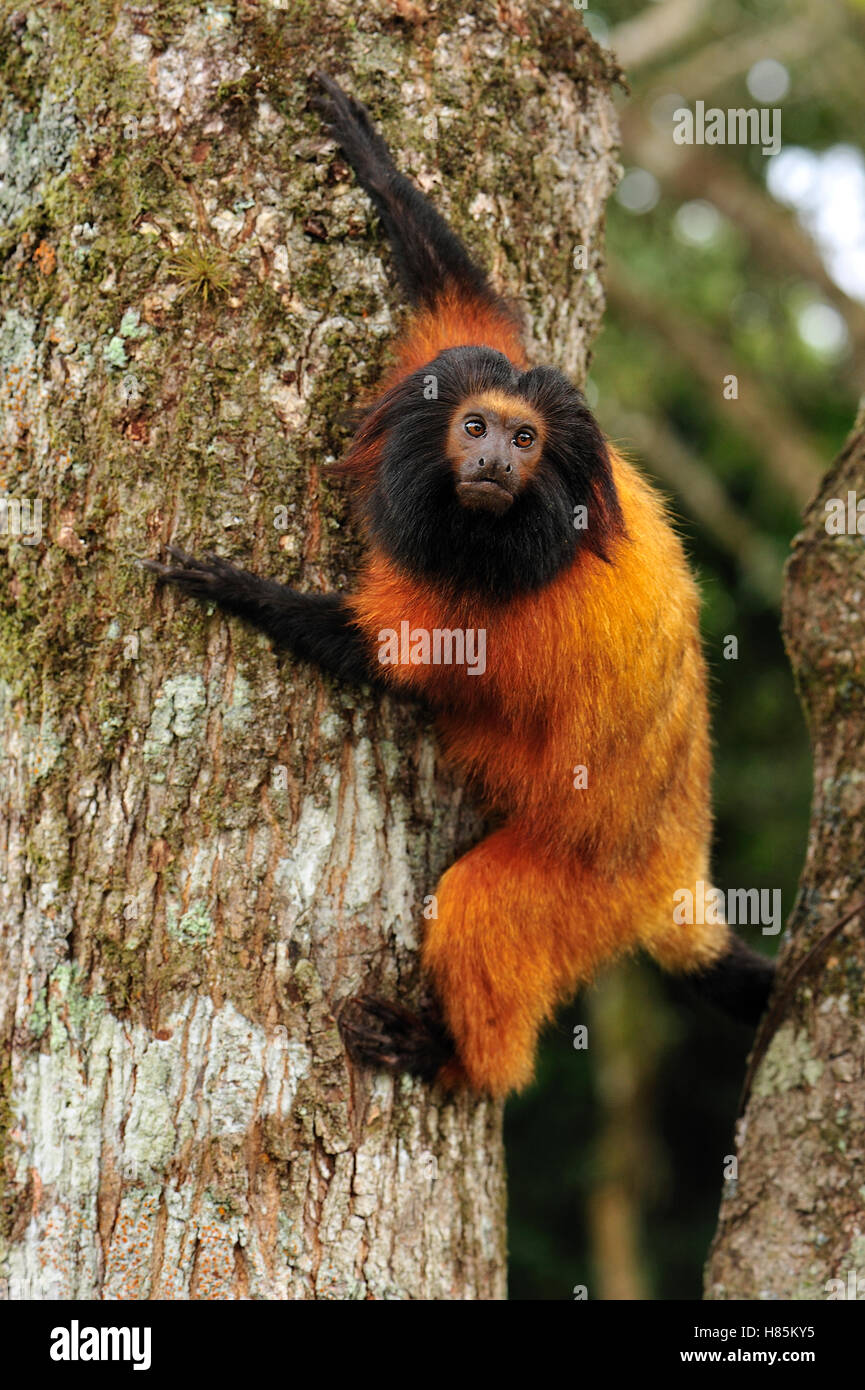 Black-faced Lion Tamarin (Leontopithecus caissara), Superagui National ...