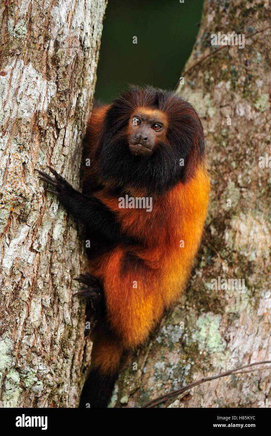 Black-faced Lion Tamarin (Leontopithecus caissara), Superagui National ...