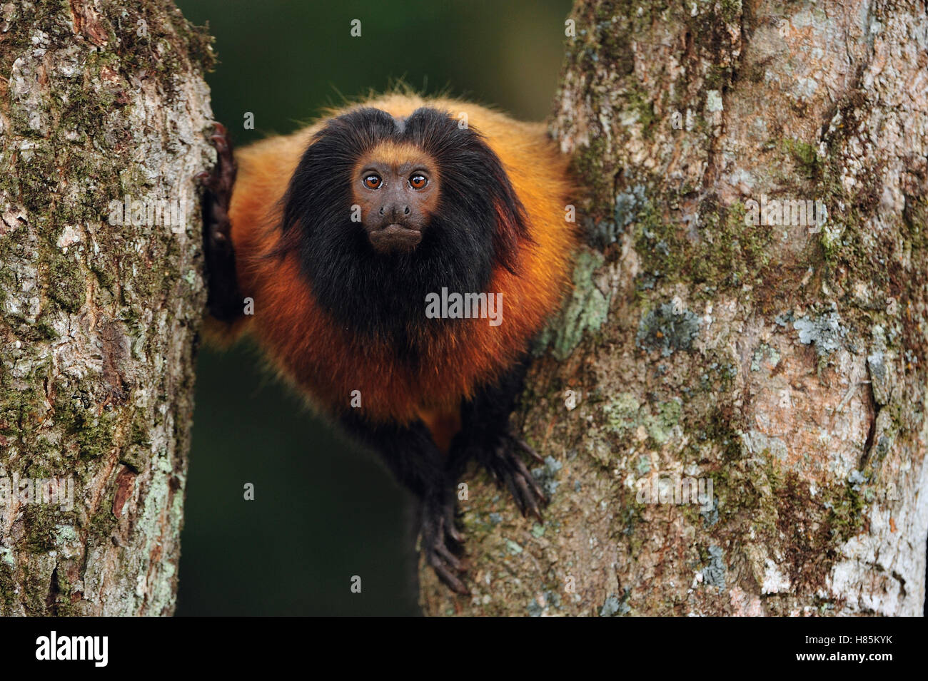 Black-faced Lion Tamarin (Leontopithecus caissara), Superagui National ...
