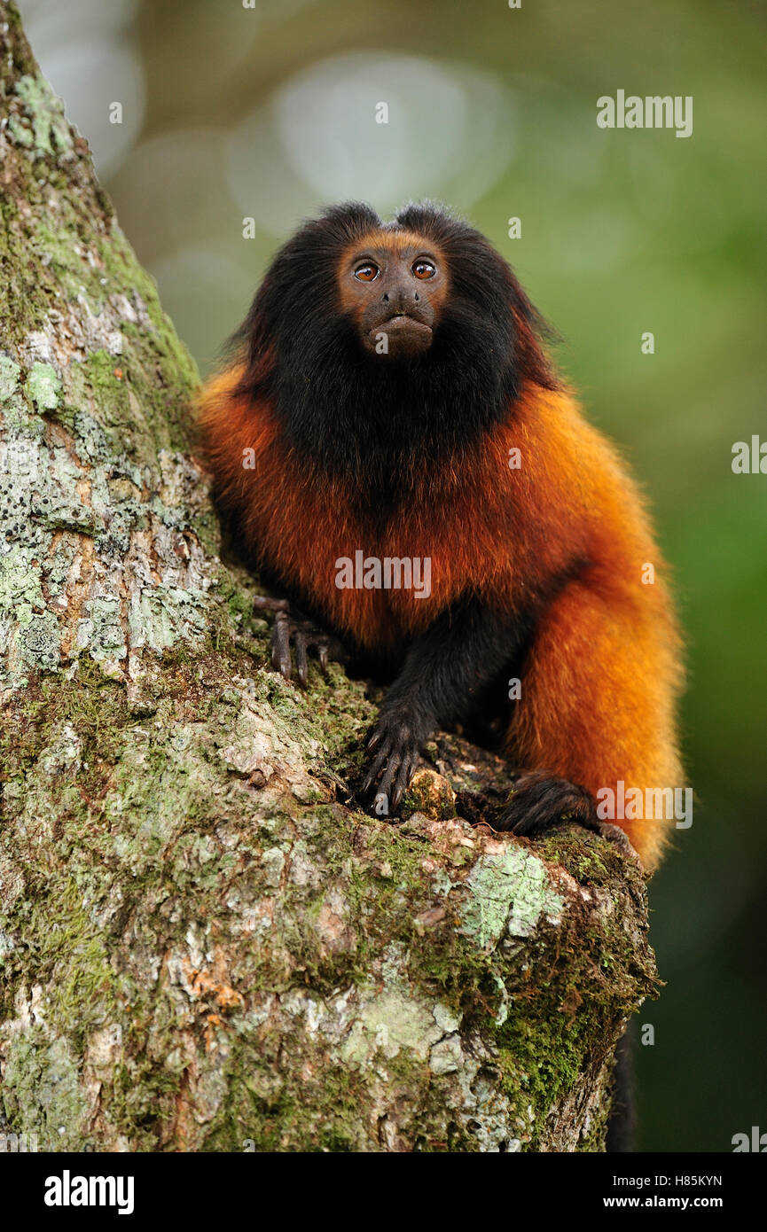 Black-faced Lion Tamarin (Leontopithecus caissara), Superagui National ...