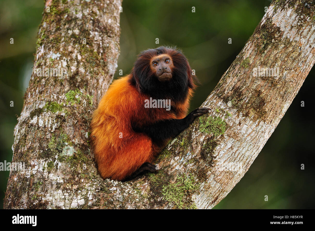 Black-faced Lion Tamarin (Leontopithecus caissara), Superagui National ...