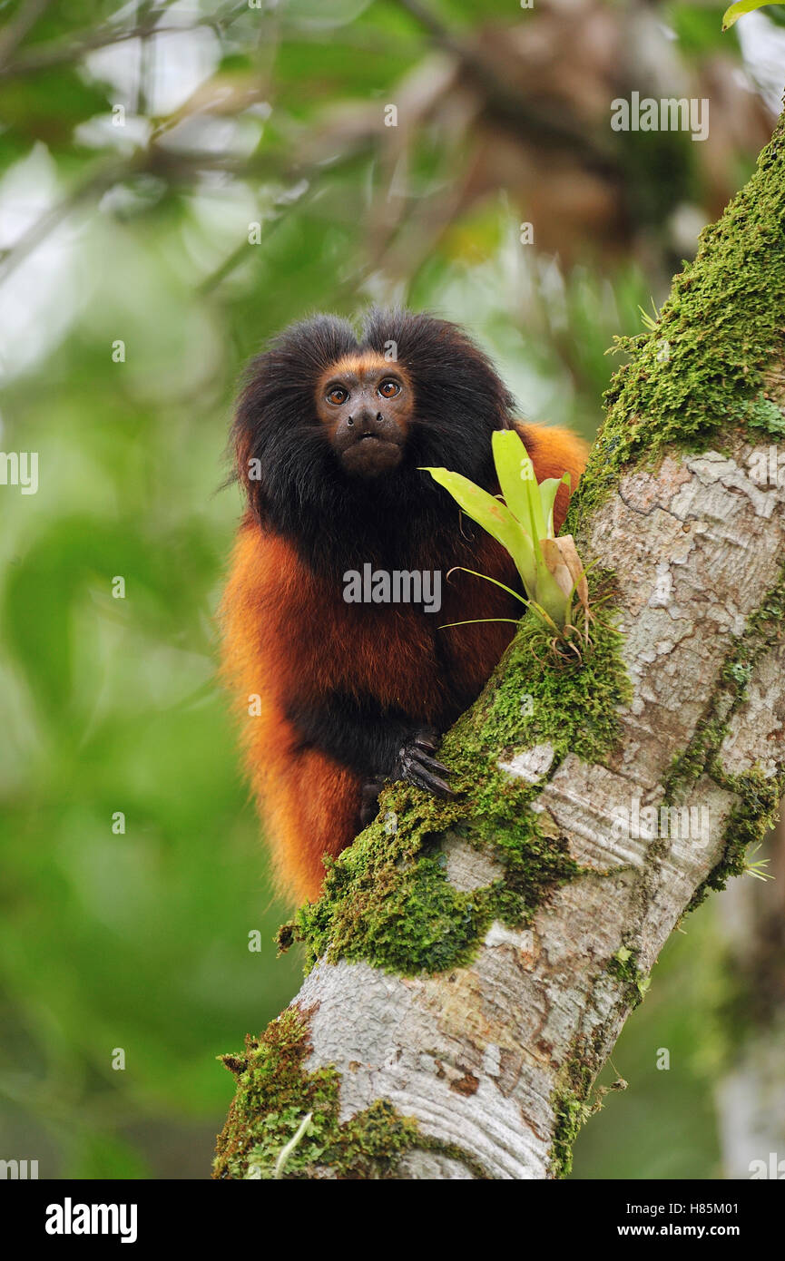Black-faced Lion Tamarin (Leontopithecus caissara), Superagui National ...