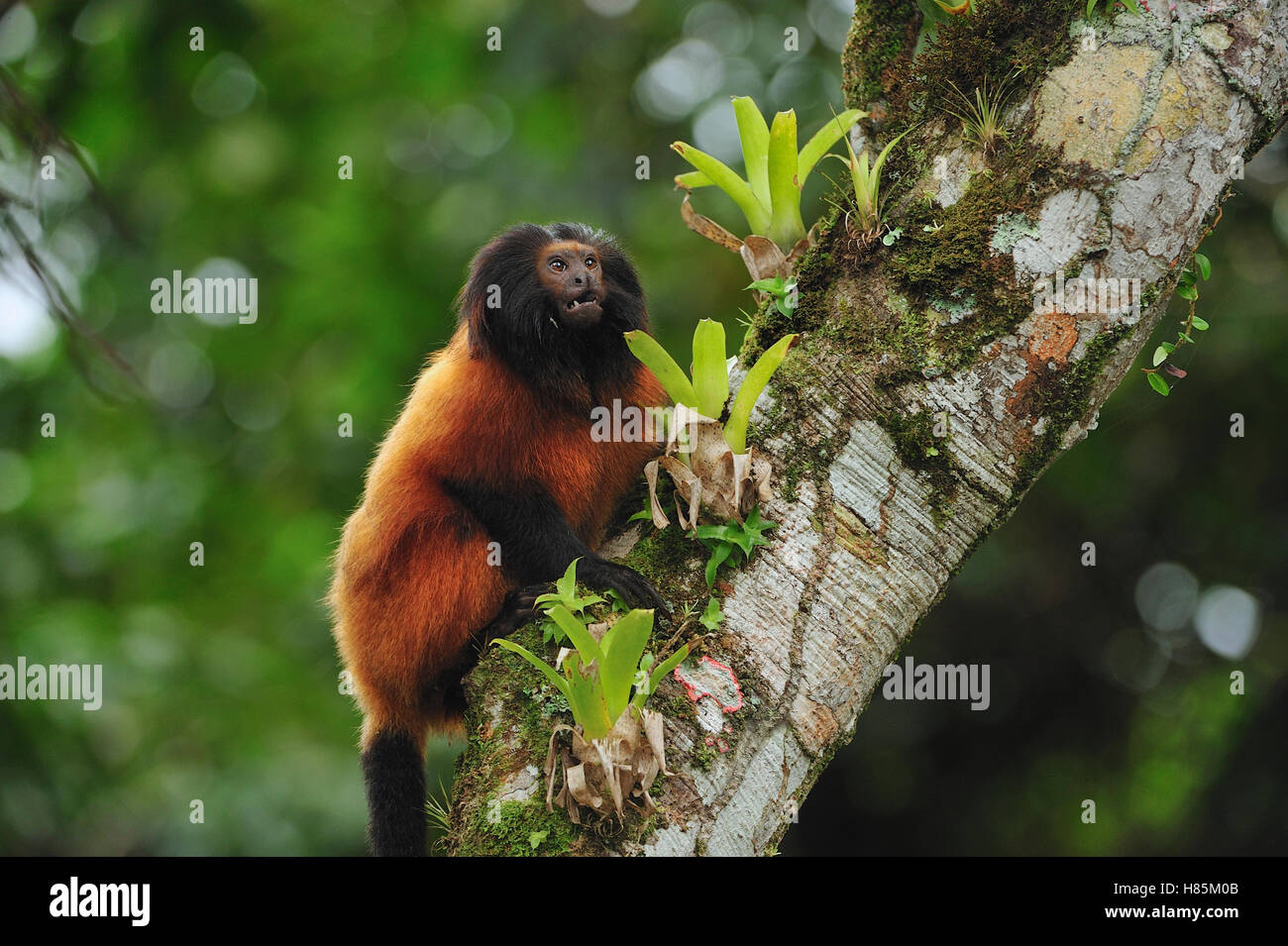 Black-faced Lion Tamarin (Leontopithecus caissara), Superagui National ...