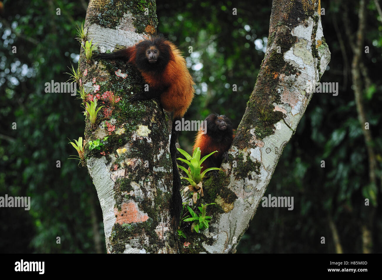 Black-faced Lion Tamarin (Leontopithecus caissara) pair, Superagui ...