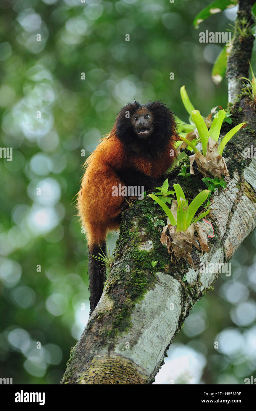 Black-faced Lion Tamarin (Leontopithecus caissara), Superagui National ...