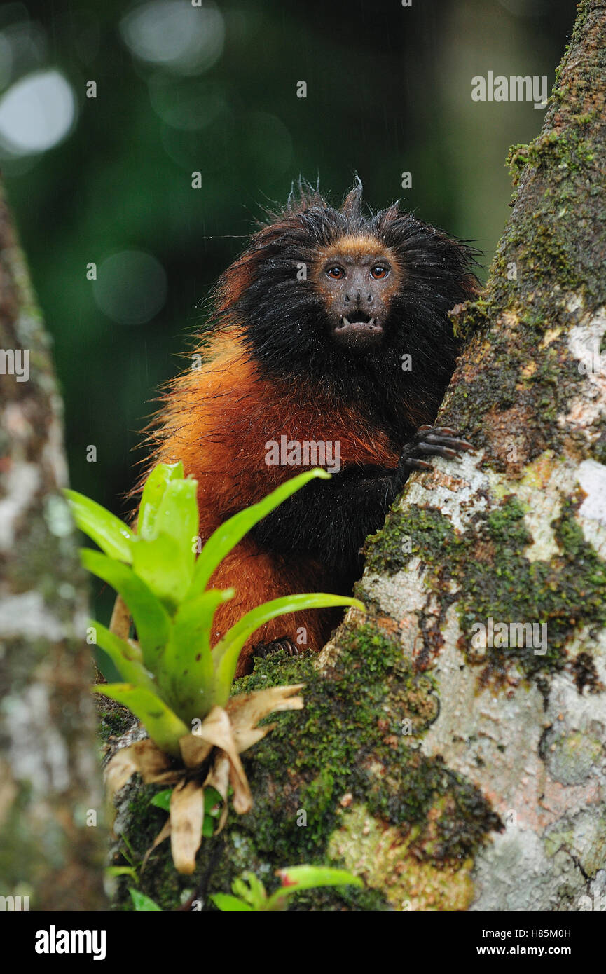 Black-faced Lion Tamarin (Leontopithecus caissara), Superagui National ...