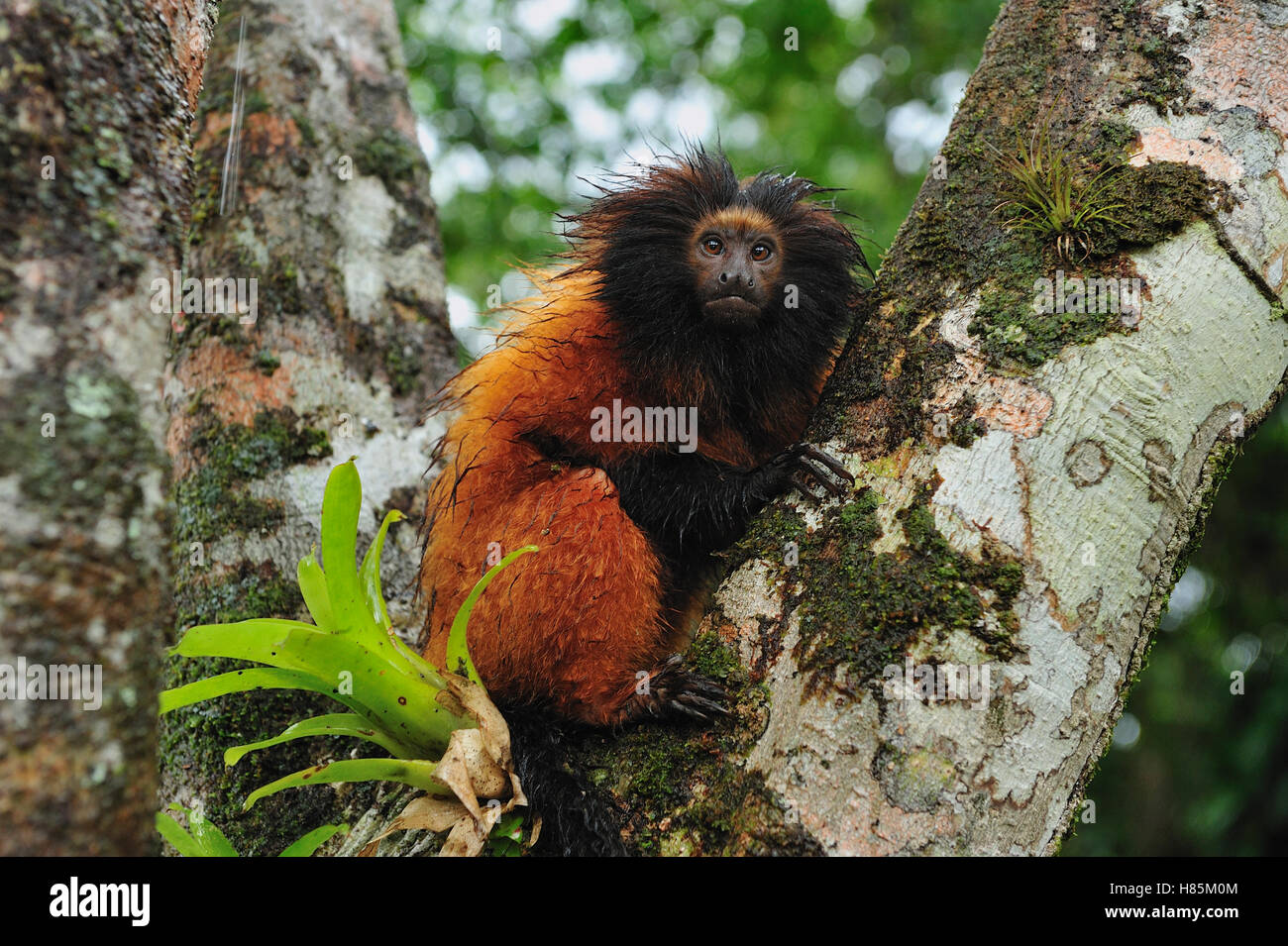 Black-faced Lion Tamarin (Leontopithecus caissara), Superagui National ...