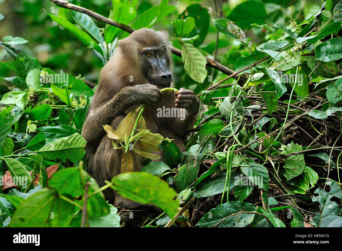 Drill (Mandrillus leucophaeus) female feeding on leaf, Afi Mountain ...