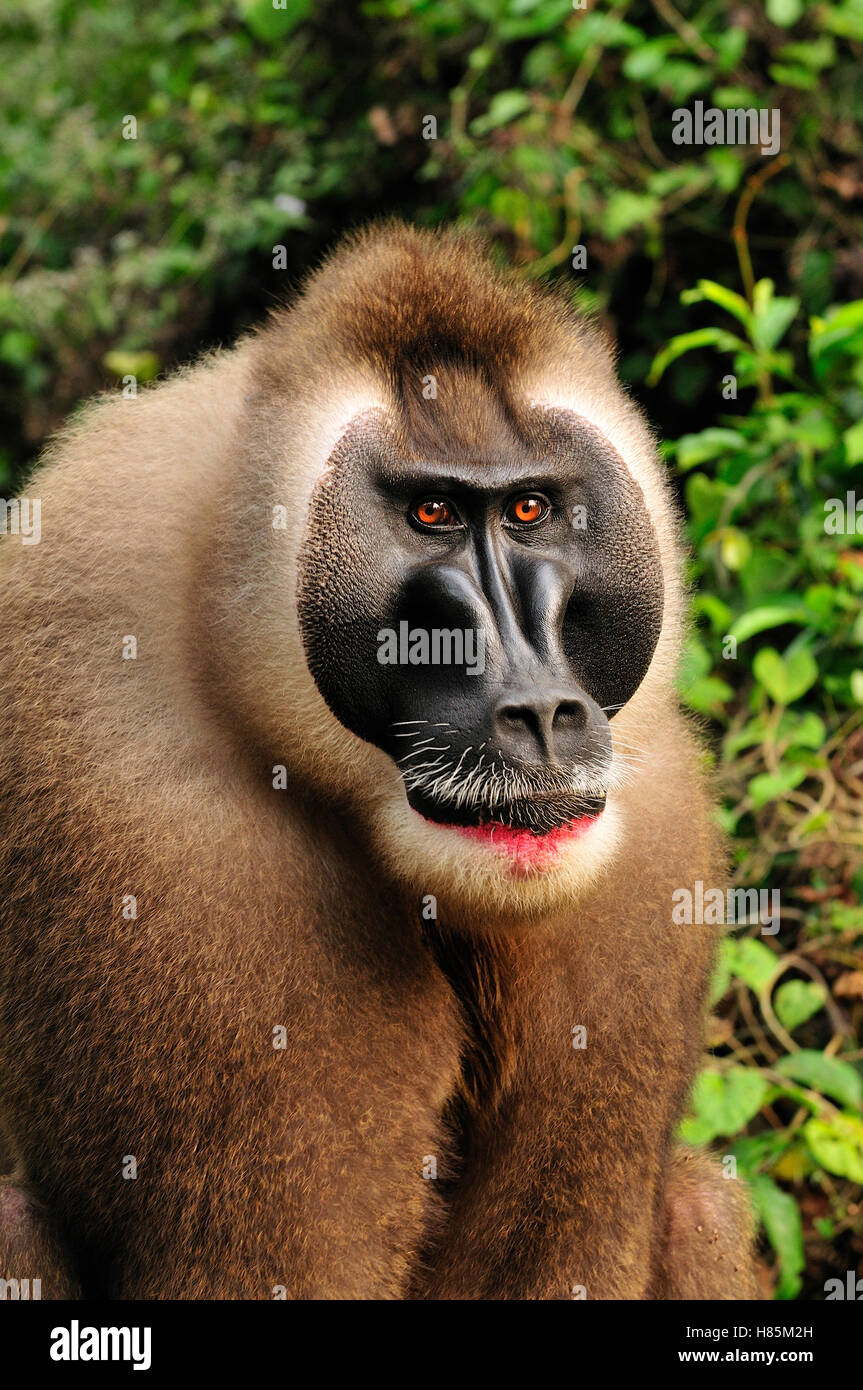 Drill (Mandrillus leucophaeus) male, Afi Mountain Wildlife Sanctuary ...