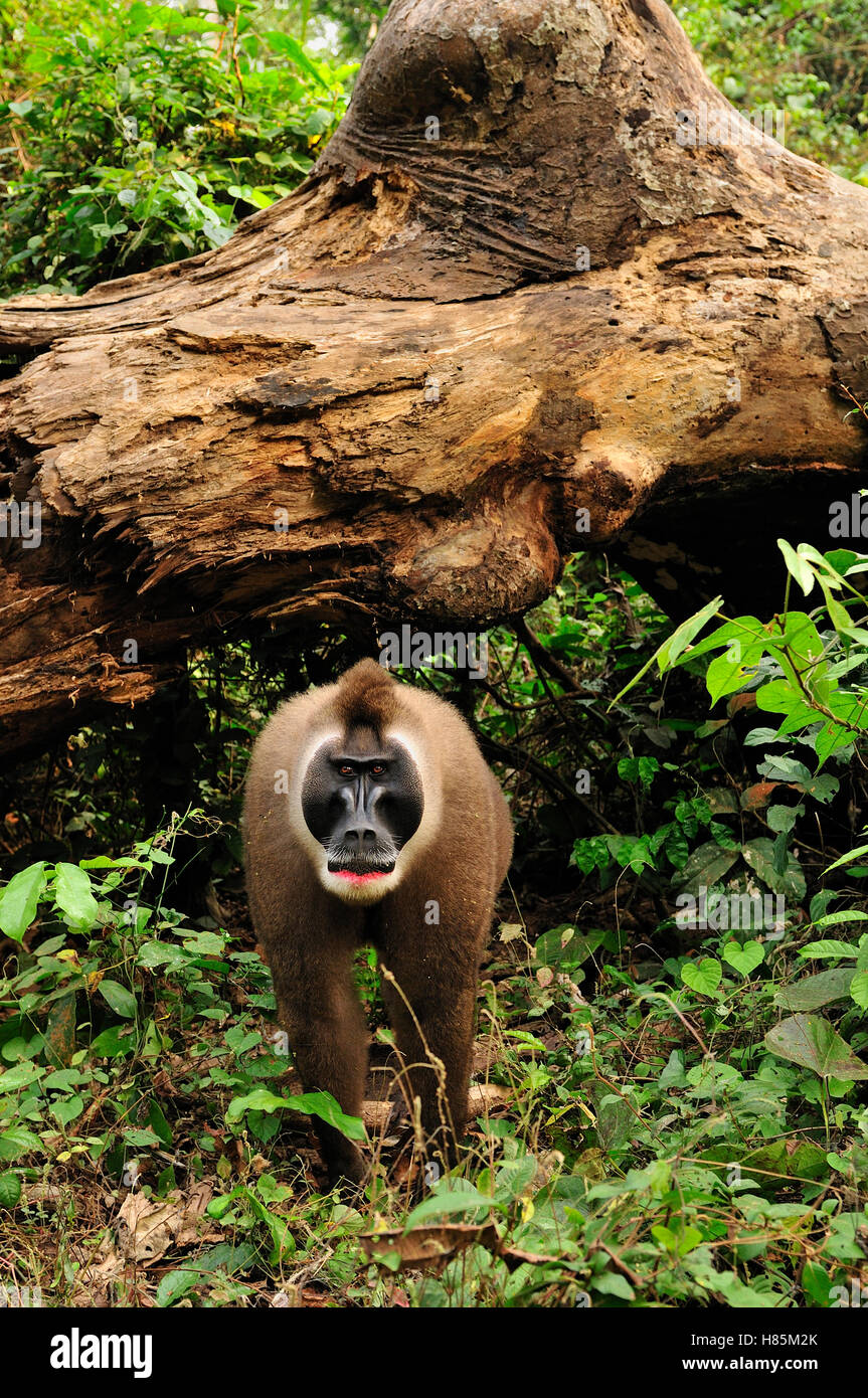 Drill (Mandrillus leucophaeus) male in rainforest, Afi Mountain ...