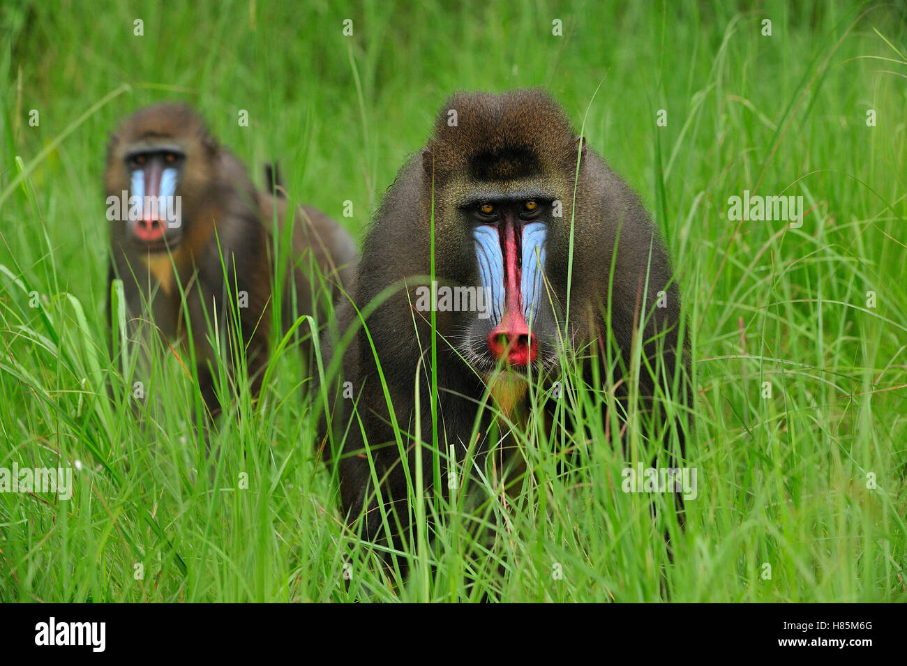 Mandrill (Mandrillus sphinx) males in tall grass, Lekedi Natural ...