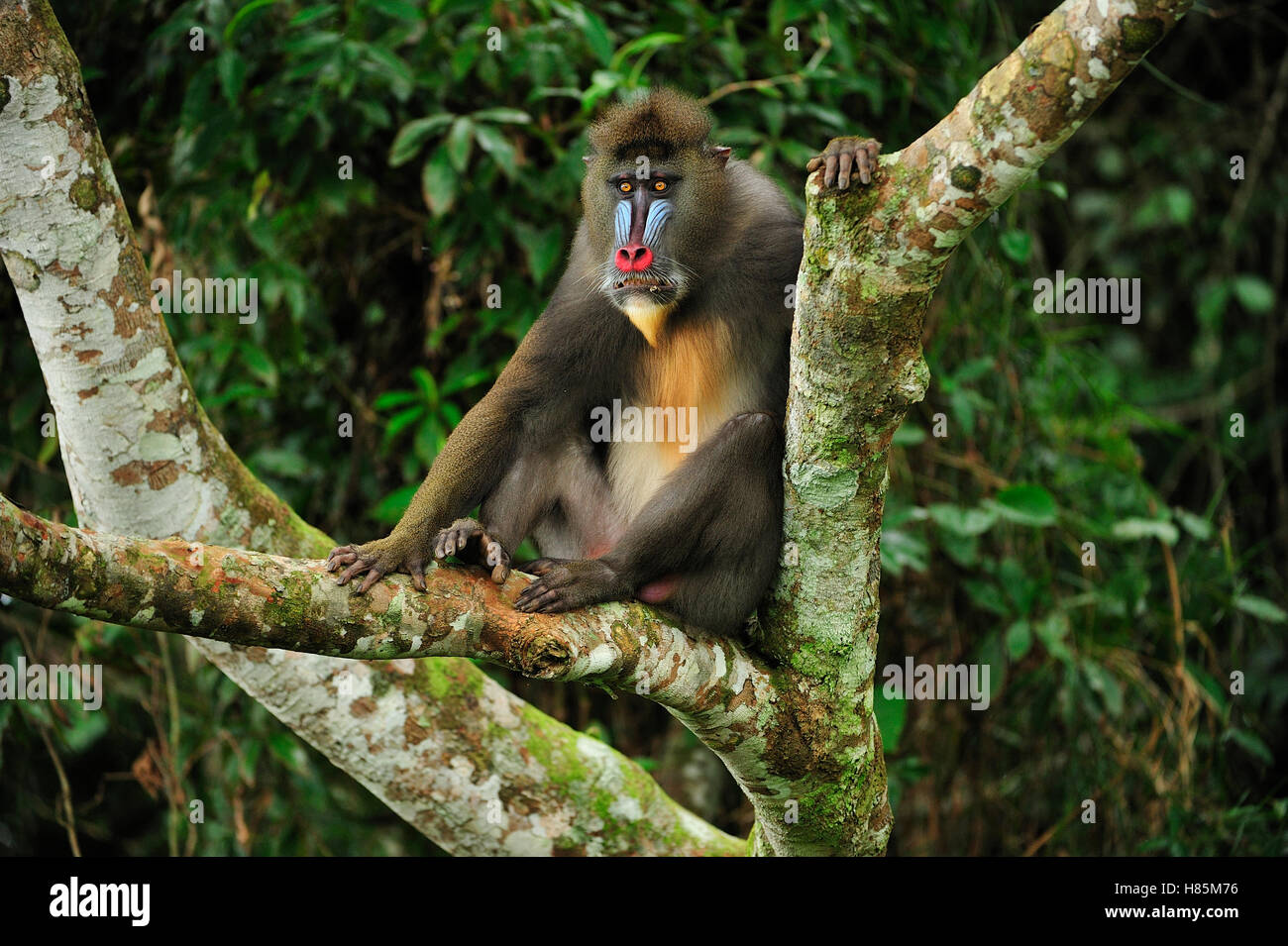 Mandrill (Mandrillus sphinx) male, Lekedi Natural Preserve, Gabon Stock Photo - Alamy
