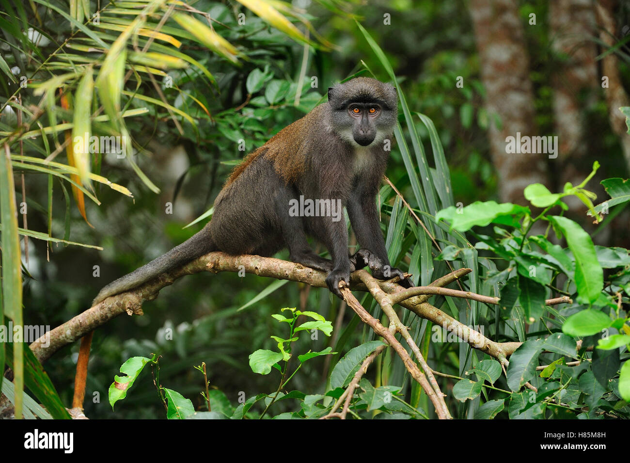 Sun-tailed Guenon (Cercopithecus solatus), Franceville, Gabon Stock ...