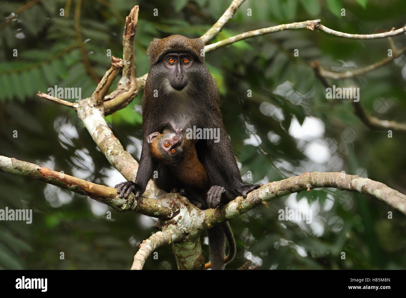 Sun-tailed Guenon (Cercopithecus solatus) mother nursing young ...