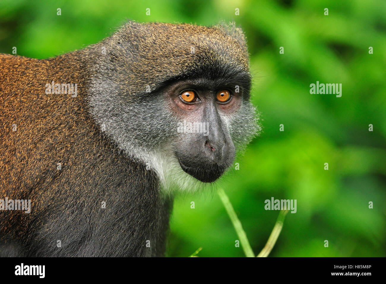 Sun-tailed Guenon (Cercopithecus solatus), Franceville, Gabon Stock ...