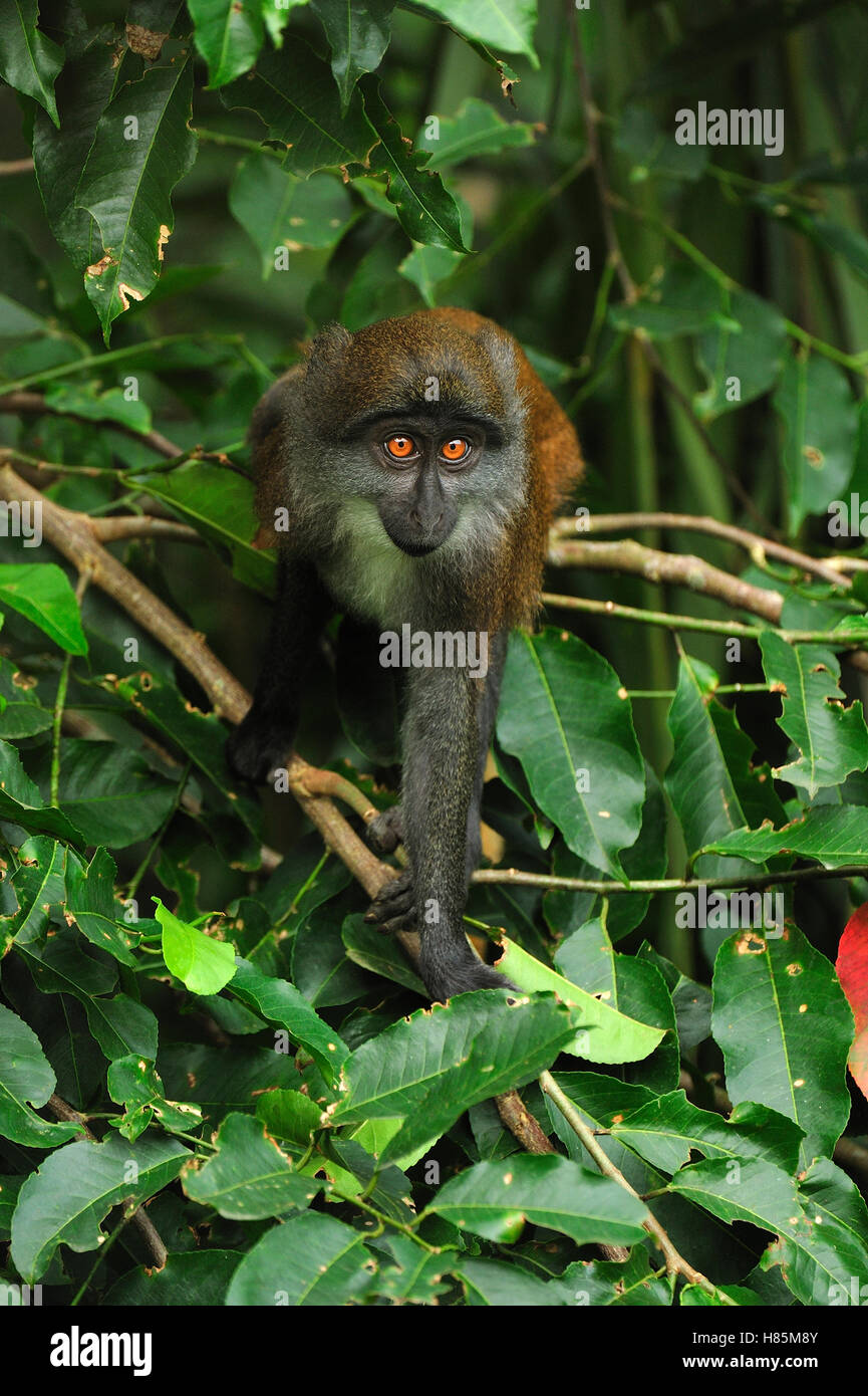 Sun-tailed Guenon (Cercopithecus solatus), Franceville, Gabon Stock ...