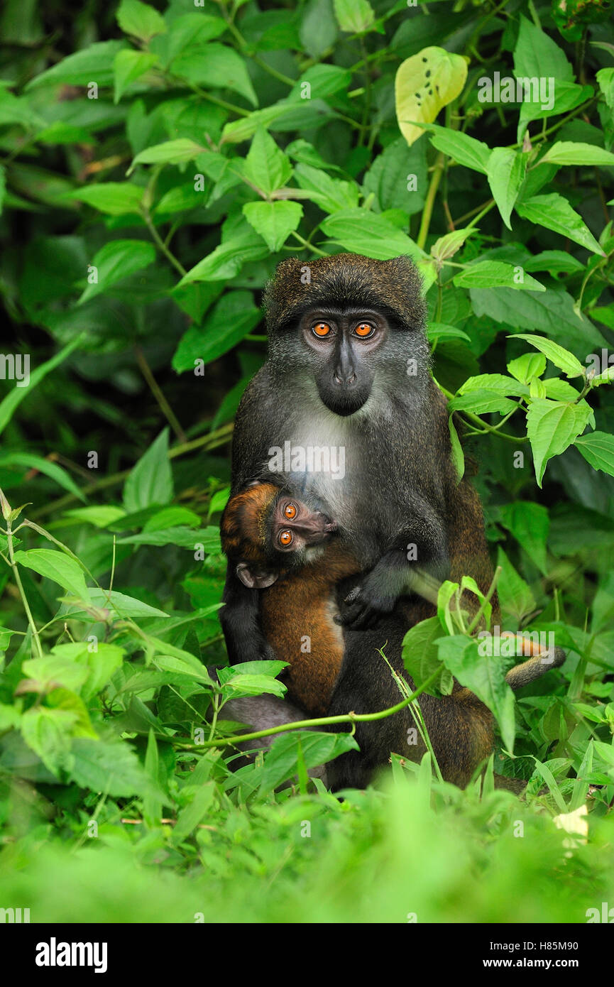 Sun-tailed Guenon (Cercopithecus solatus) mother nursing baby ...