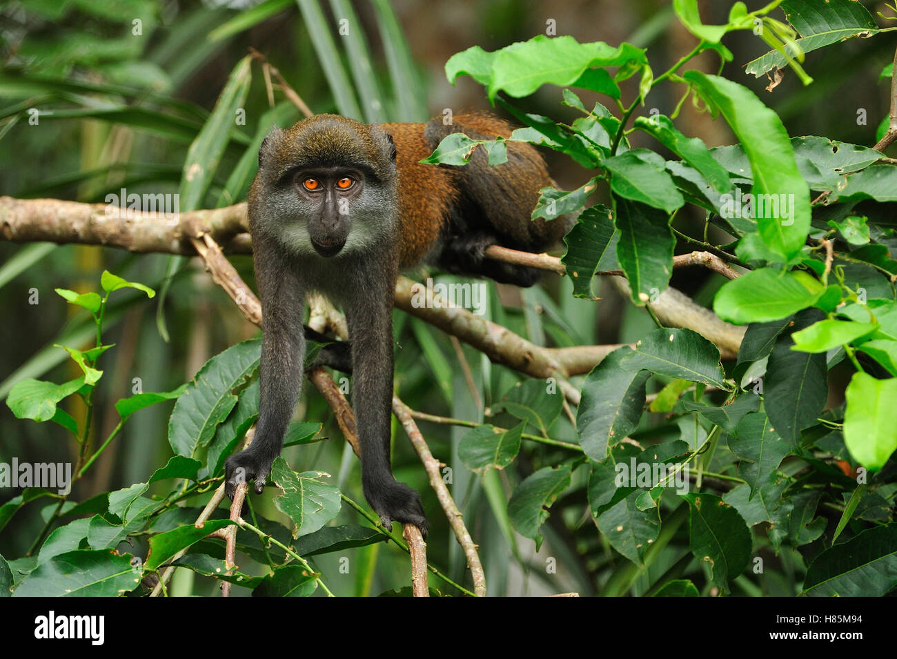 Sun-tailed Guenon (Cercopithecus solatus), Franceville, Gabon Stock ...