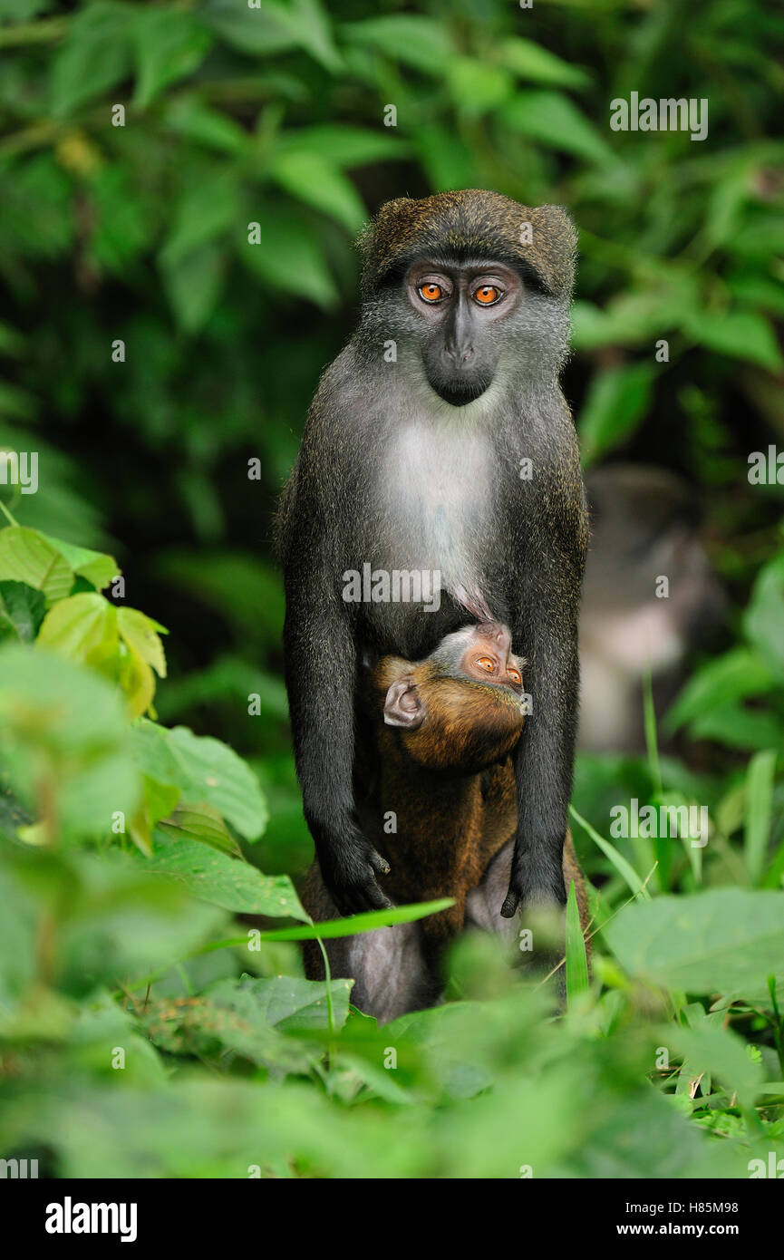 Sun-tailed Guenon (Cercopithecus solatus) mother nursing young ...