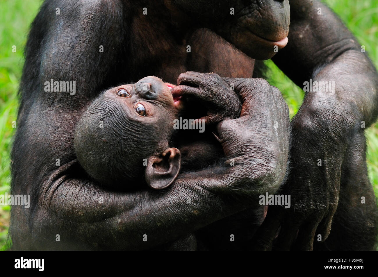 Bonobo (Pan paniscus) mother and young, Lola Ya Bonobo Sanctuary ...