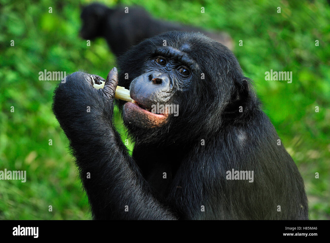 Bonobo (Pan paniscus) feeding, Lola Ya Bonobo Sanctuary, Democratic ...