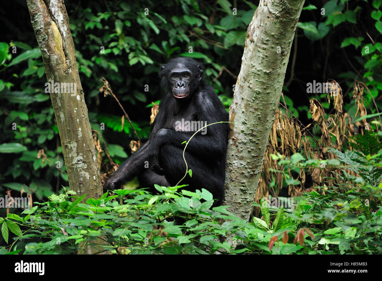 Bonobo (Pan paniscus) in rainforest, Lola Ya Bonobo Sanctuary, Democratic Republic of the Congo ...