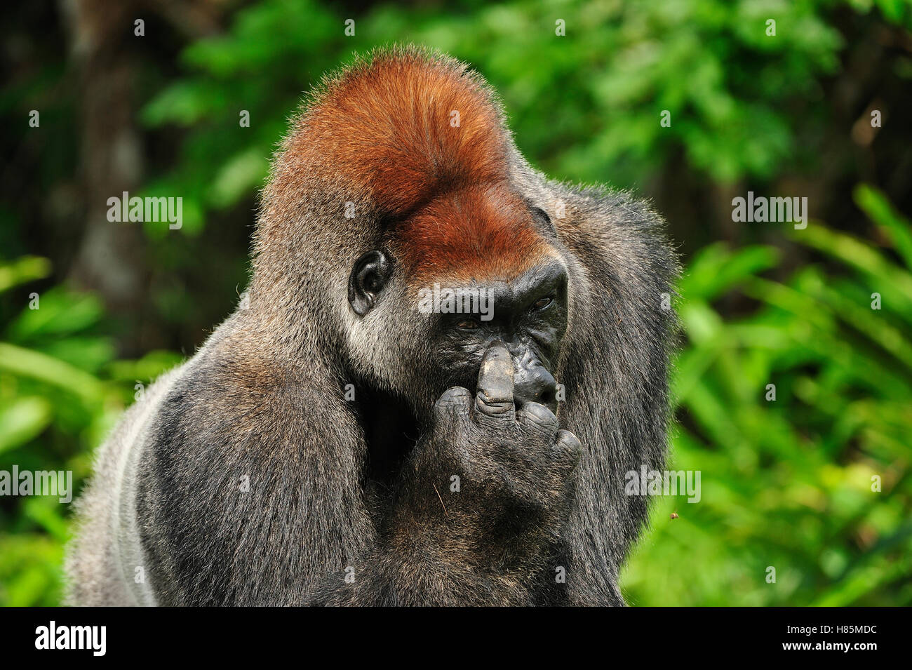 Western Lowland Gorilla (Gorilla gorilla gorilla) silverback scratching ...
