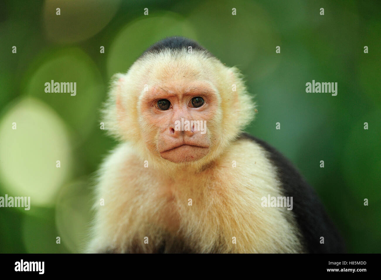 White-faced Capuchin (Cebus capucinus), Manuel Antonio National Park ...