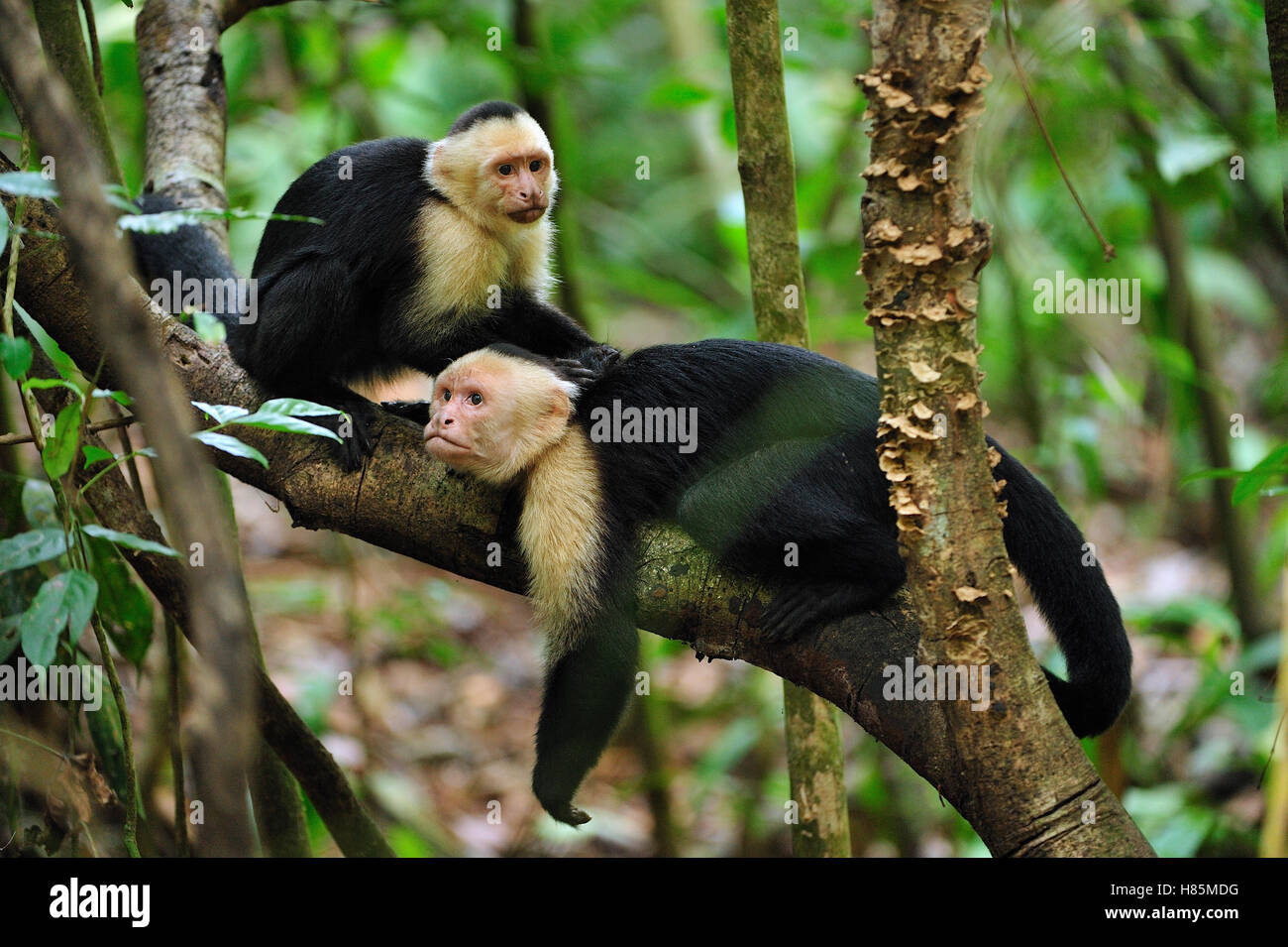 White-faced Capuchin (Cebus capucinus) pair grooming, Manuel Antonio ...