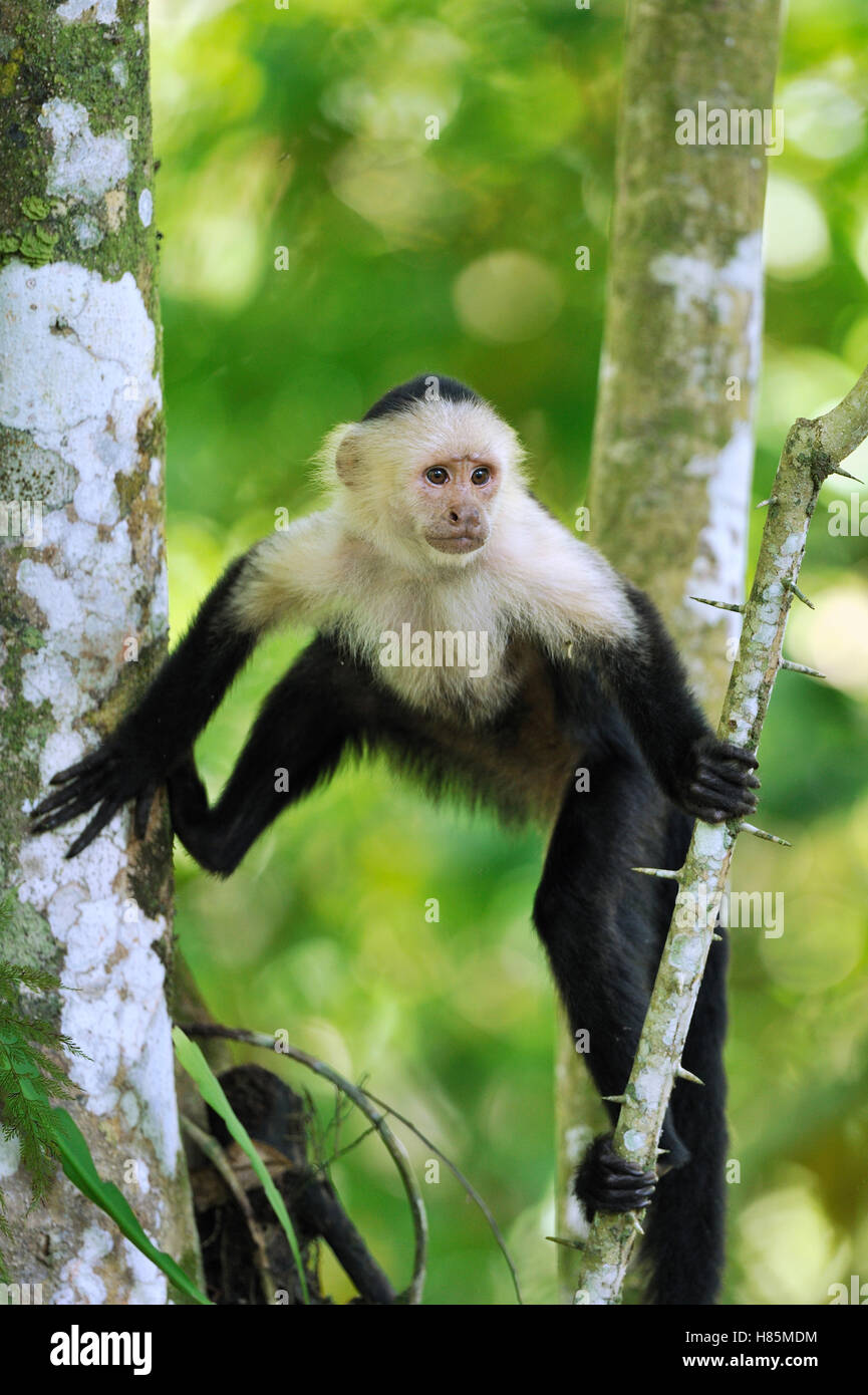 White-faced Capuchin (Cebus capucinus), Cahuita National Park, Costa ...