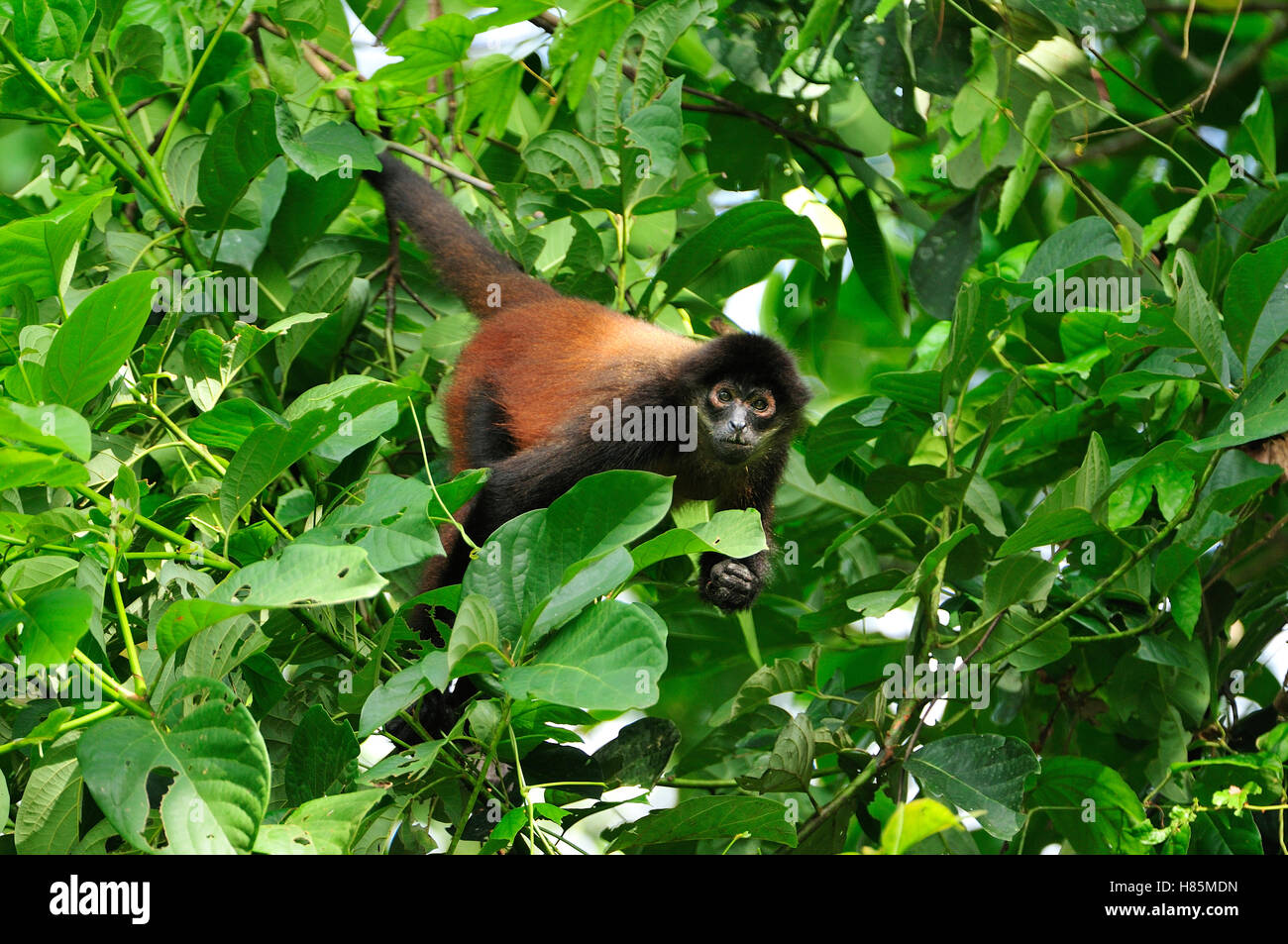 Black-handed Spider Monkey (Ateles geoffroyi), Corcovado National Park ...