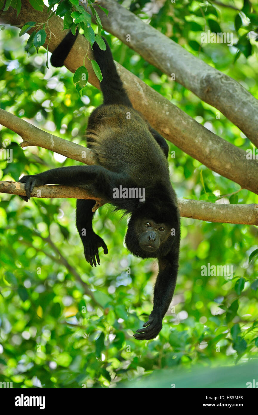 Mantled Howler Monkey (Alouatta palliata), Cahuita National Park, Costa ...